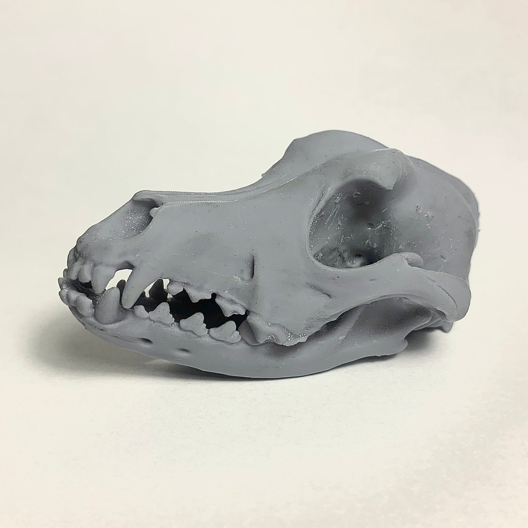 Dog Skull Model Anatomically Correct Animal Skull Gift / - Etsy