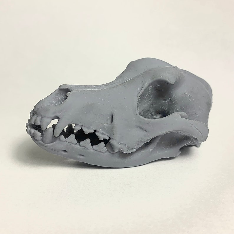 Dog Skull Model Anatomically Correct Animal Skull Gift / - Etsy