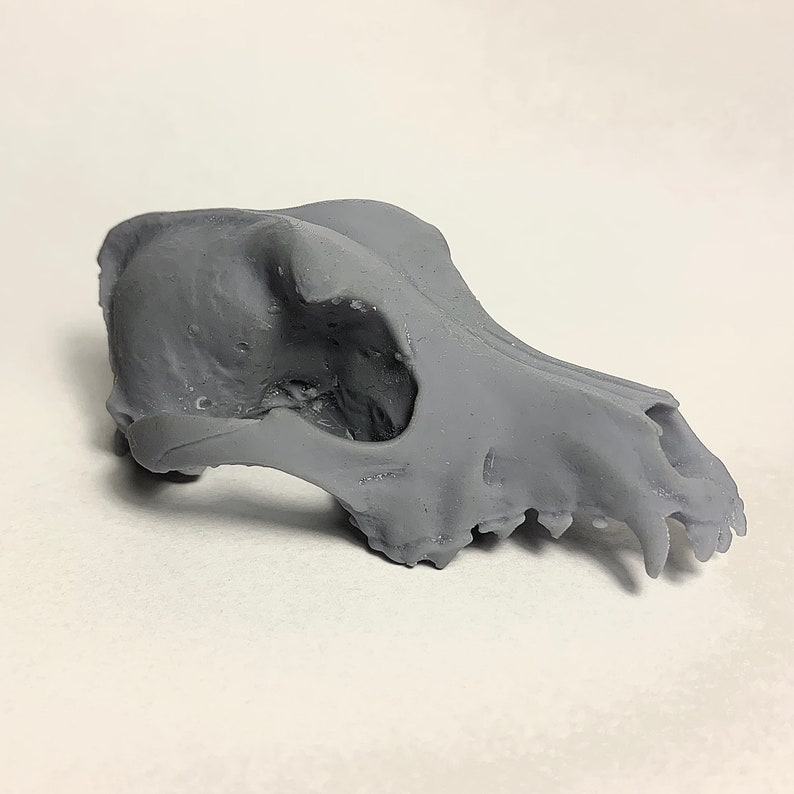 Dog Skull Model Anatomically Correct Animal Skull Gift / - Etsy