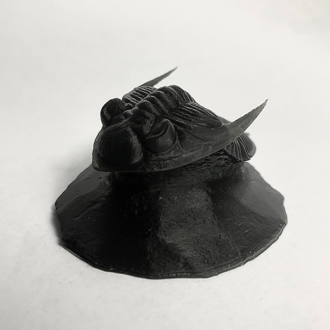 Trilobite Fossil Replica Proetida Trilobite Palaeontologist Gift ...