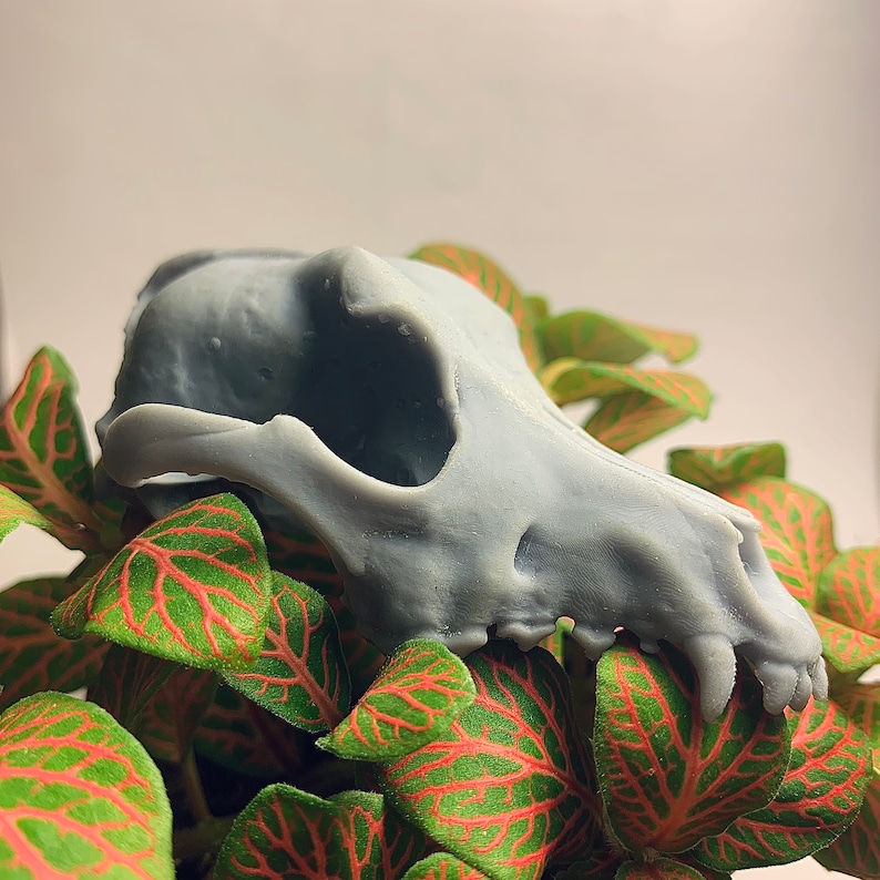 Dog Skull Model Anatomically Correct Animal Skull Gift / - Etsy