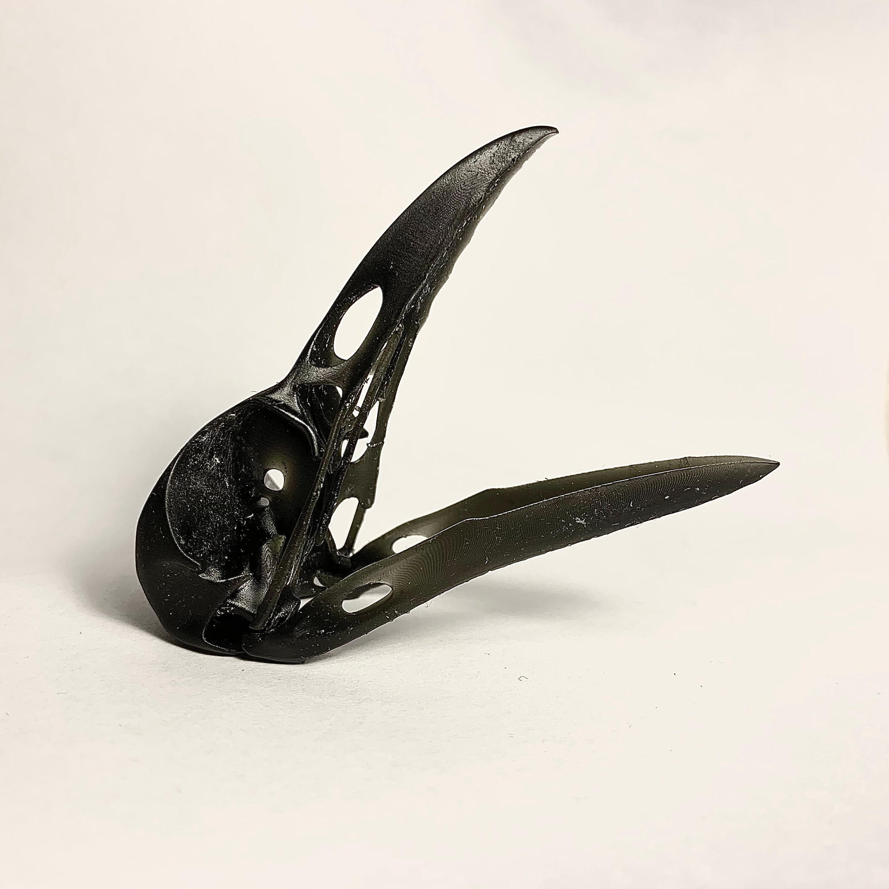 Raven Skull Model Anatomically Correct Animal Skull Gift / - Etsy