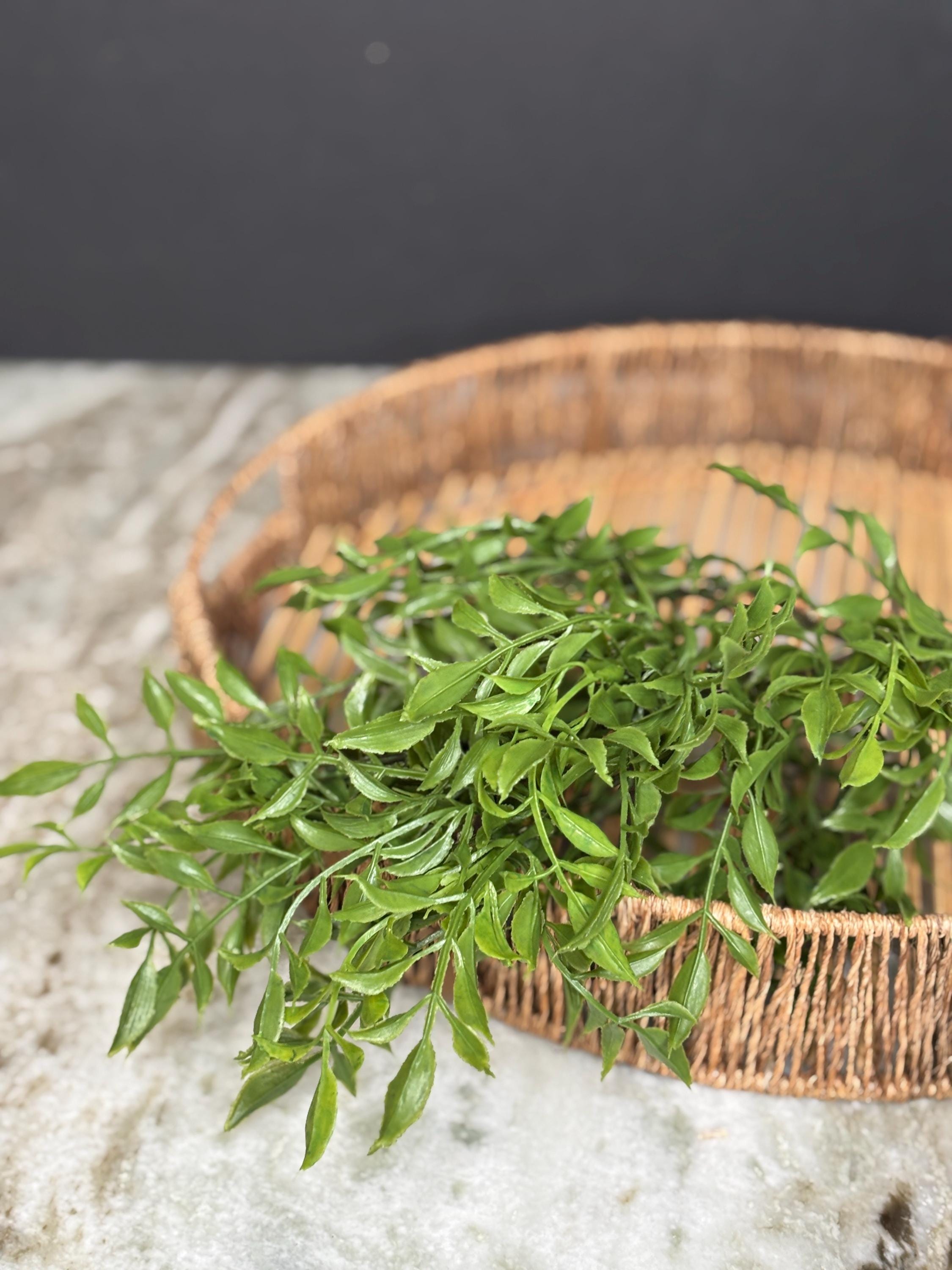 Italian Ruscus Greenery Bush, Real Touch Greenery, Wreath Greenery, 16 ...
