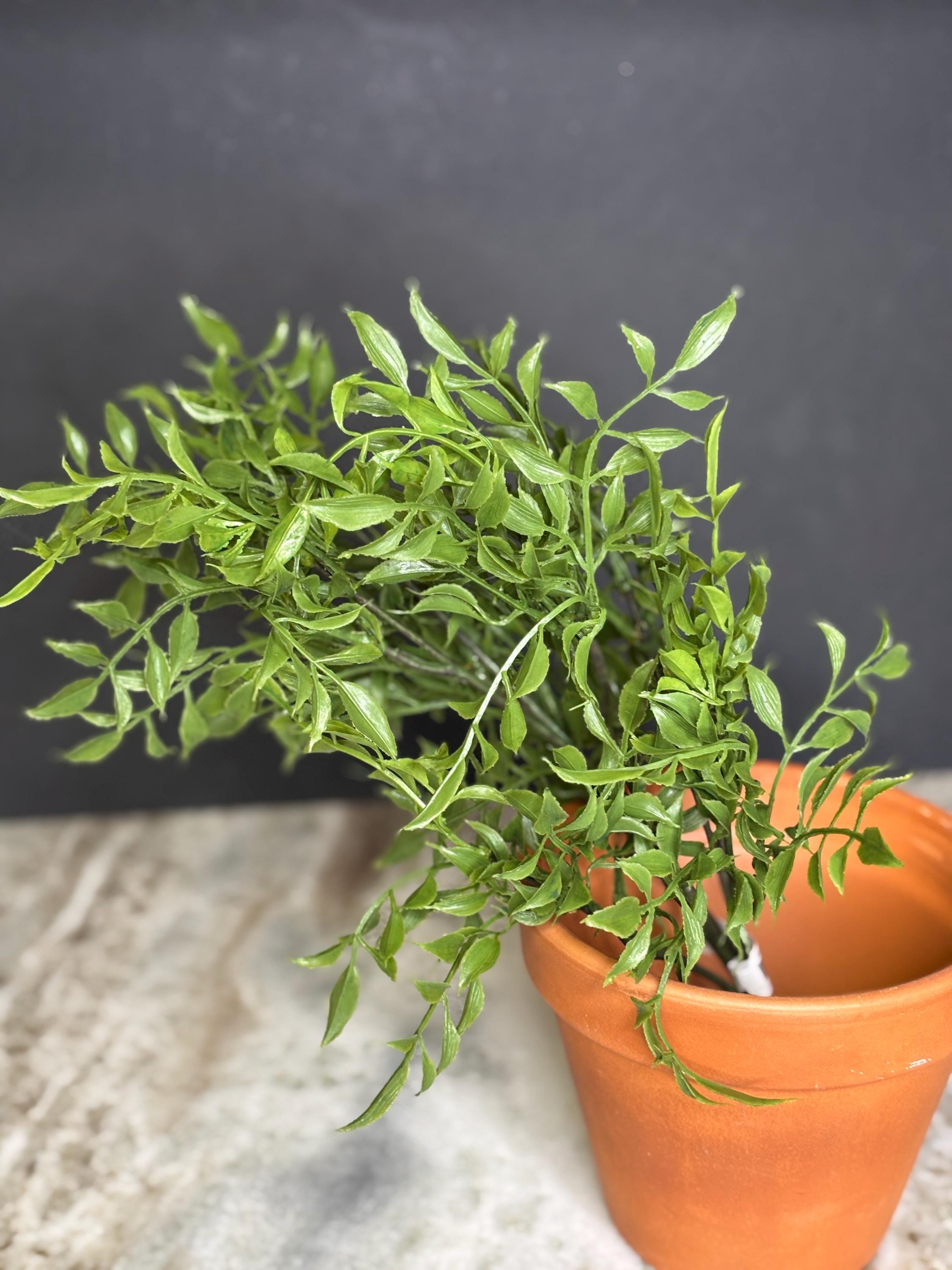 Italian Ruscus Greenery Bush, Real Touch Greenery, Wreath Greenery, 16 ...