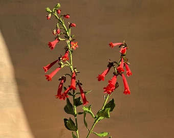Floral & Garden Crafts Floral Arranging Firecracker Penstemon ...