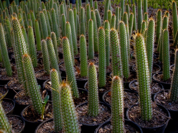 Potted Cactus Cacti Farm Western Downloadable Wall Art Print | Etsy