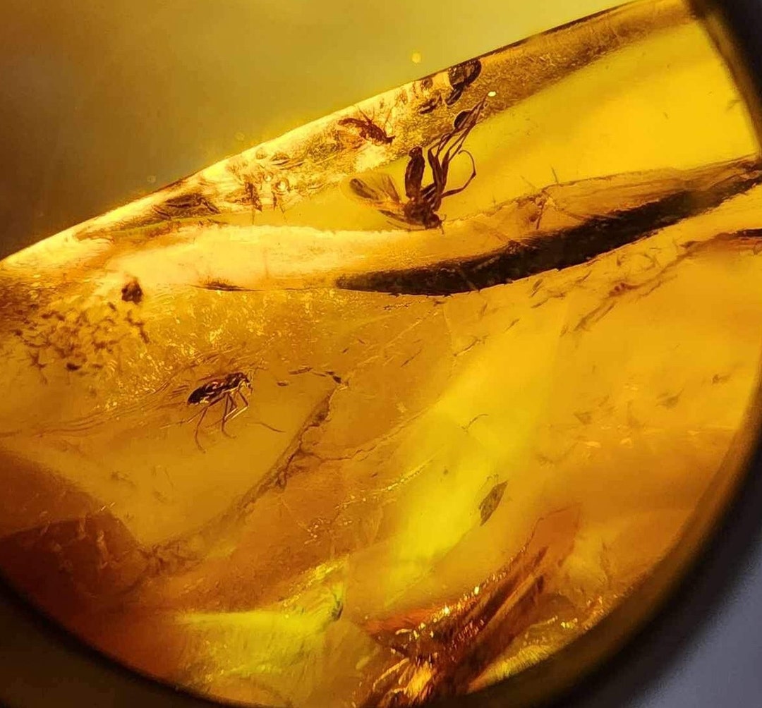 Vintage Natural Honey Baltic Amber Pendant With 3 Insects Including ...