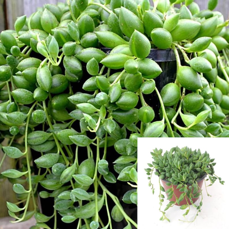 String of Raindrop Plant 4inches Pot Hanging Succulents Plant | Etsy