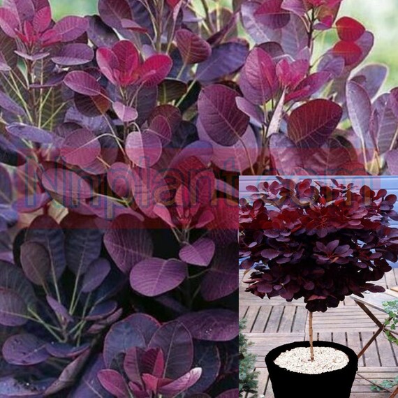 Cotinus X Grace Std 5gallon Plant Smoke Bush Patio Etsy