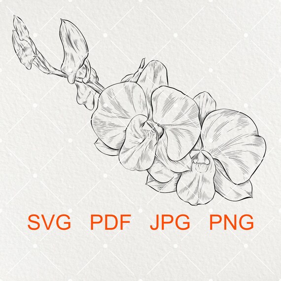 Orchid flower svg jpg png pdf Digital Download | Etsy