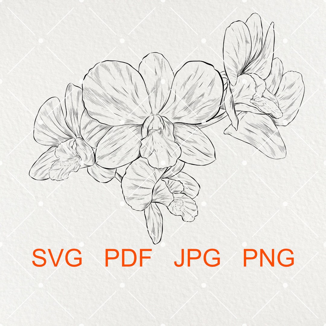 Orchid Flower Hand Drawn Outline Svg Png Pdf Digital Download Etsy