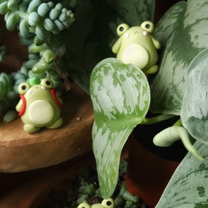 Mushroom Hat Frog Plant Buddy, Toad Pot Pal, Friend, Cute, Kawaii, Home ...