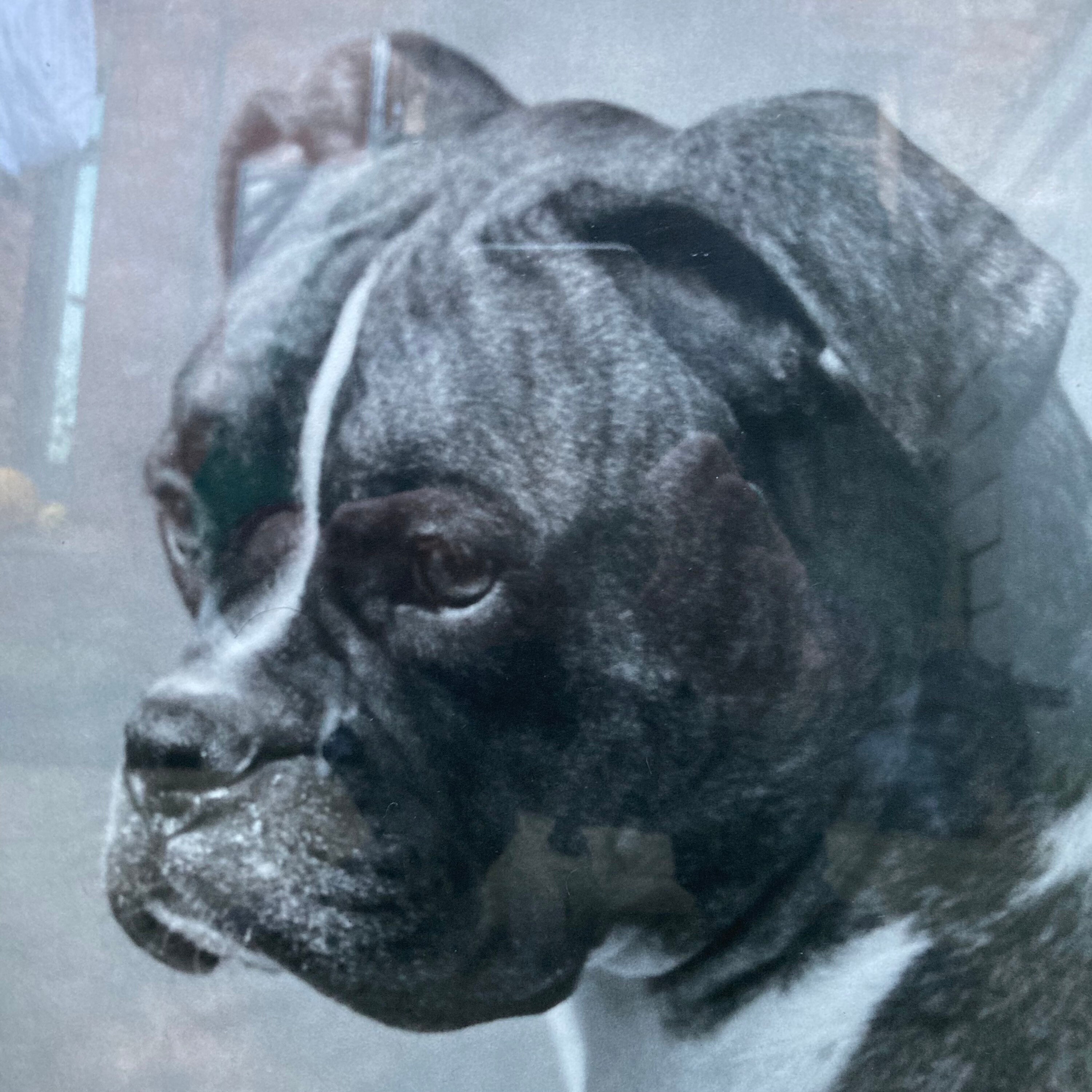 Vintage 60s Traditional Boxer Portrait B&W - Etsy