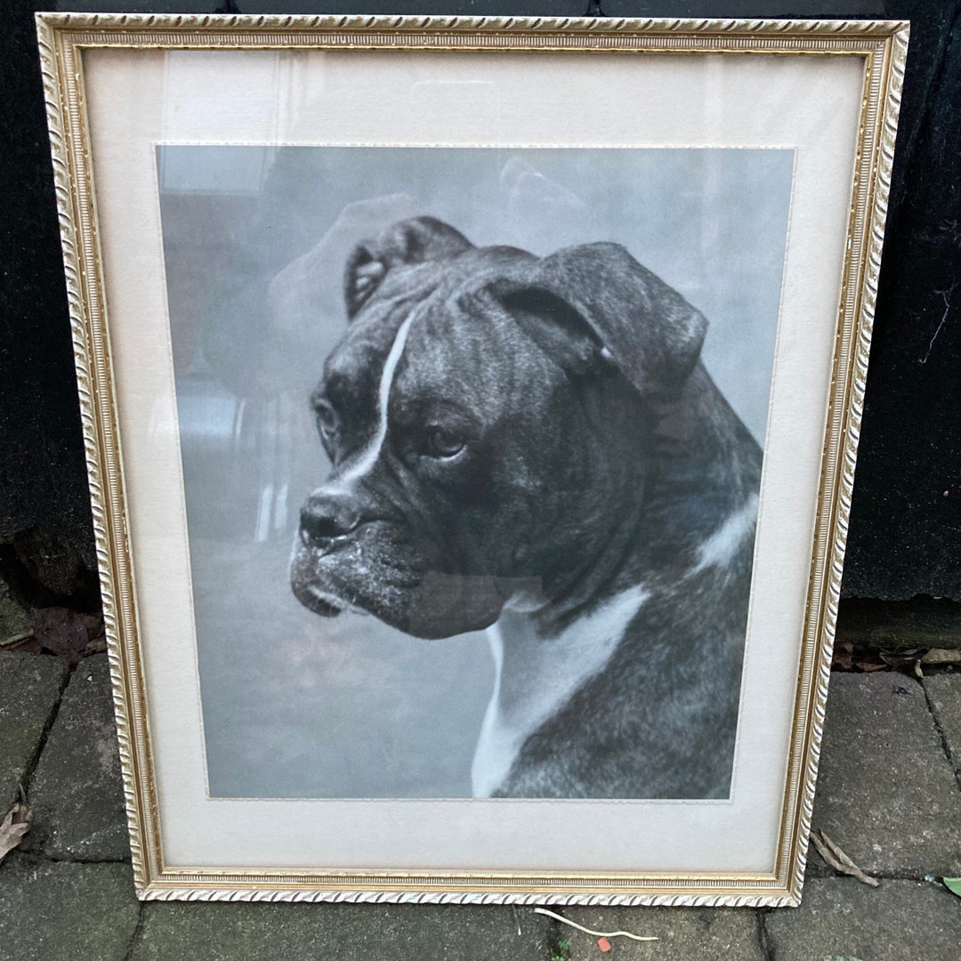 Vintage 60s Traditional Boxer Portrait B&W - Etsy