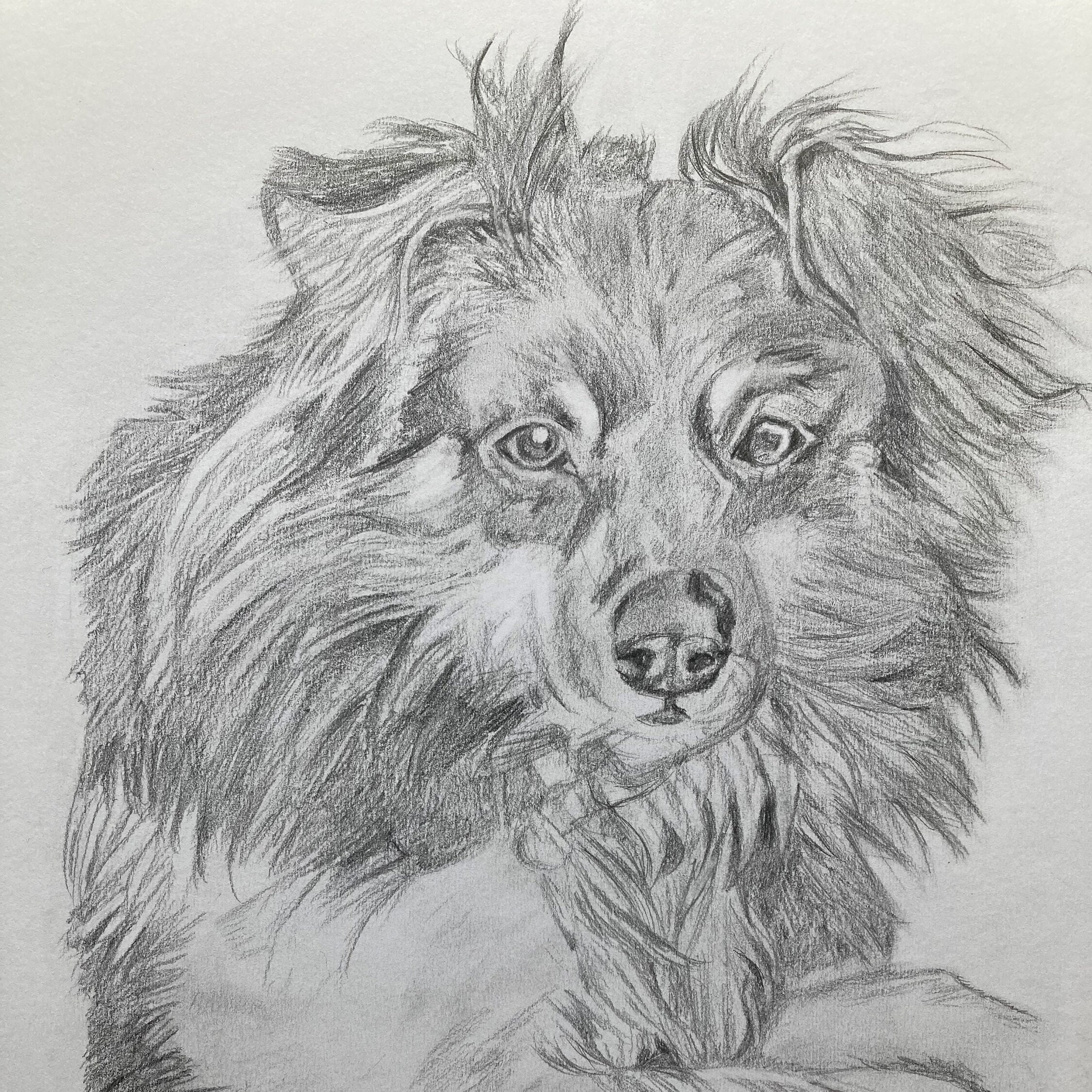Custom Dog Drawing From Your Photo, Custom Dog Sketch From Your Photo ...