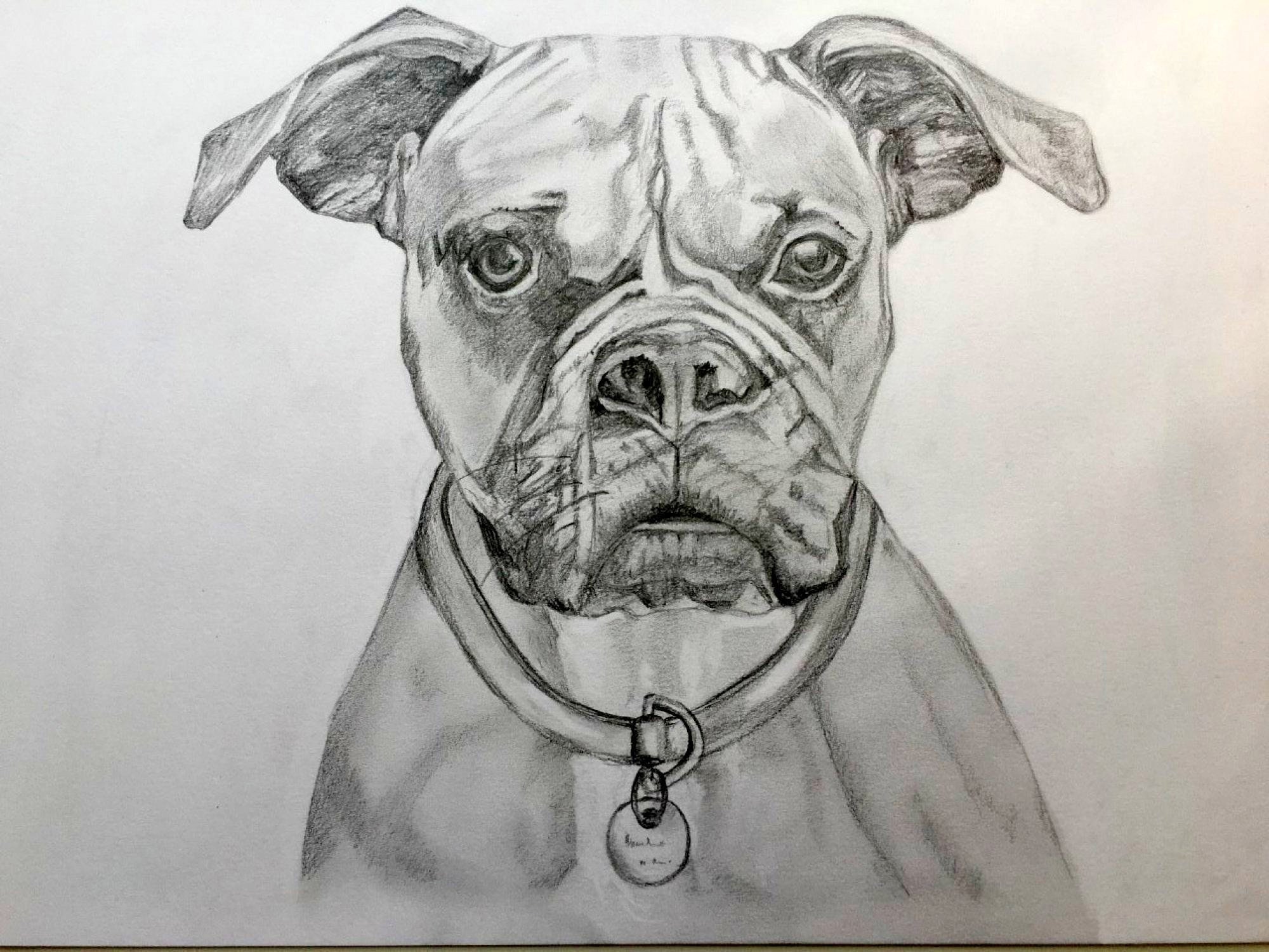 Custom Dog Drawing From Your Photo, Custom Dog Sketch From Your Photo ...