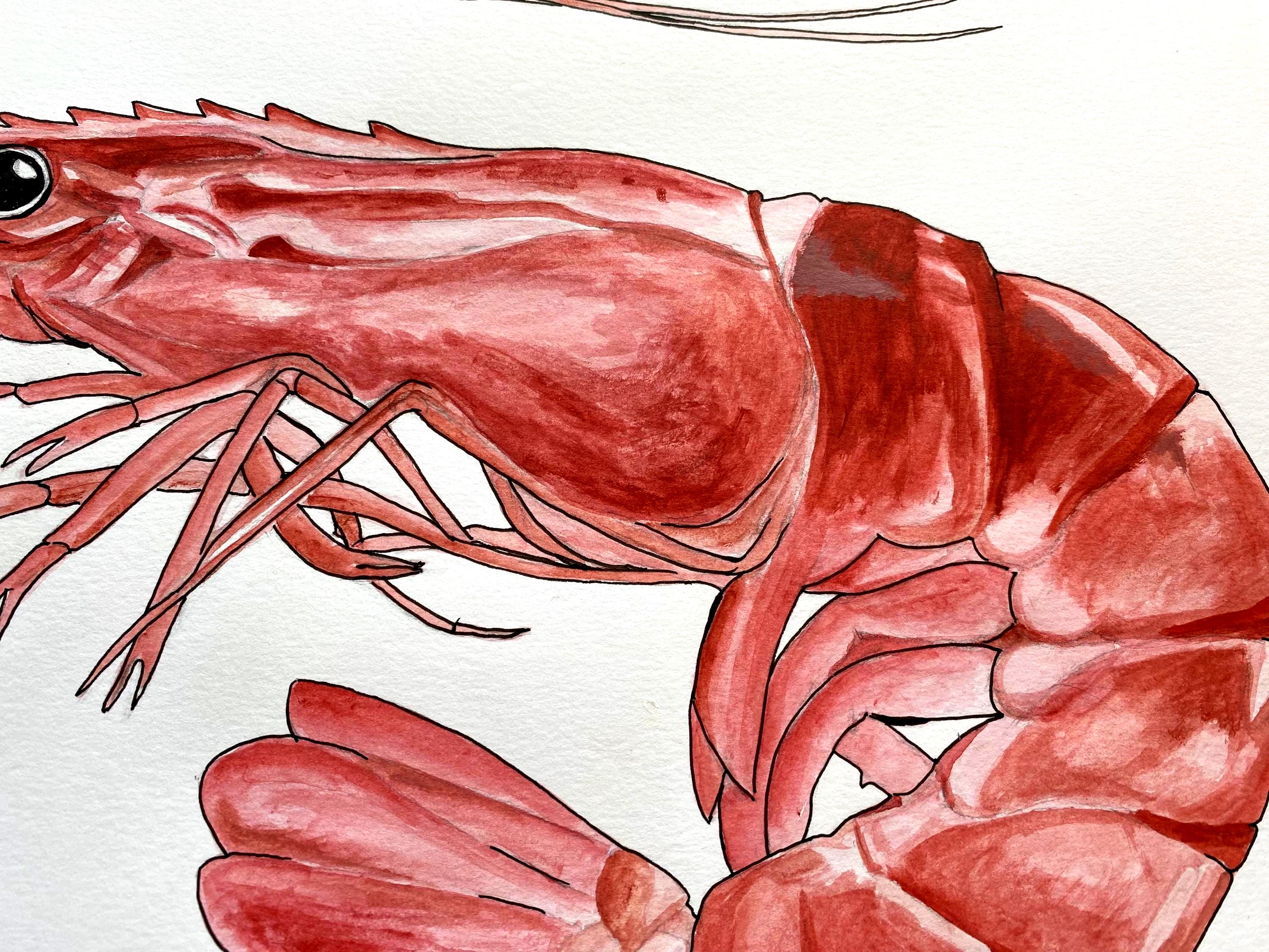 Shrimp Painting. Original Hand Painted Red Shrimp. Coastal Wall Art ...