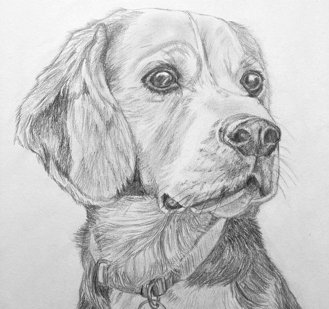 Hand Drawn Dog Portrait, Custom Dog Drawing, Dog Drawing From Photo ...