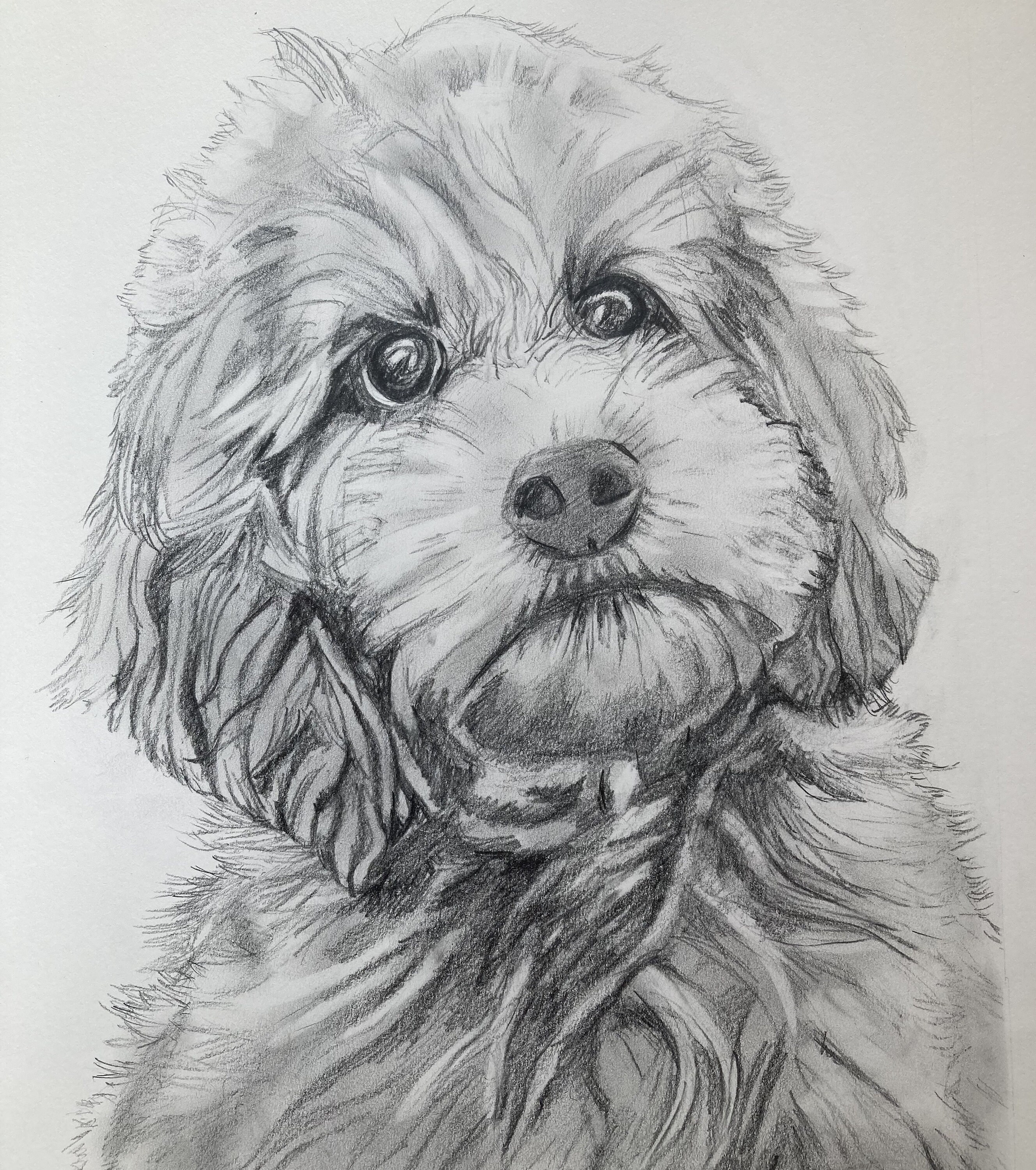 Custom Dog Drawing From Your Photo, Custom Dog Sketch From Your Photo ...