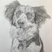 Custom Dog Drawing From Your Photo, Custom Dog Sketch From Your Photo ...