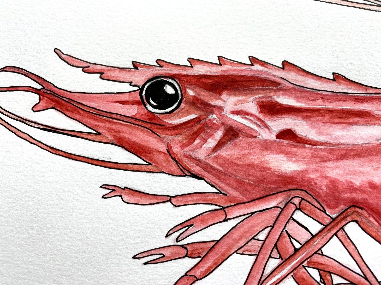 Shrimp Painting. Original Hand Painted Red Shrimp. Coastal Wall Art ...