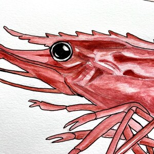 Shrimp Painting. Original Hand Painted Red Shrimp. Coastal Wall Art ...