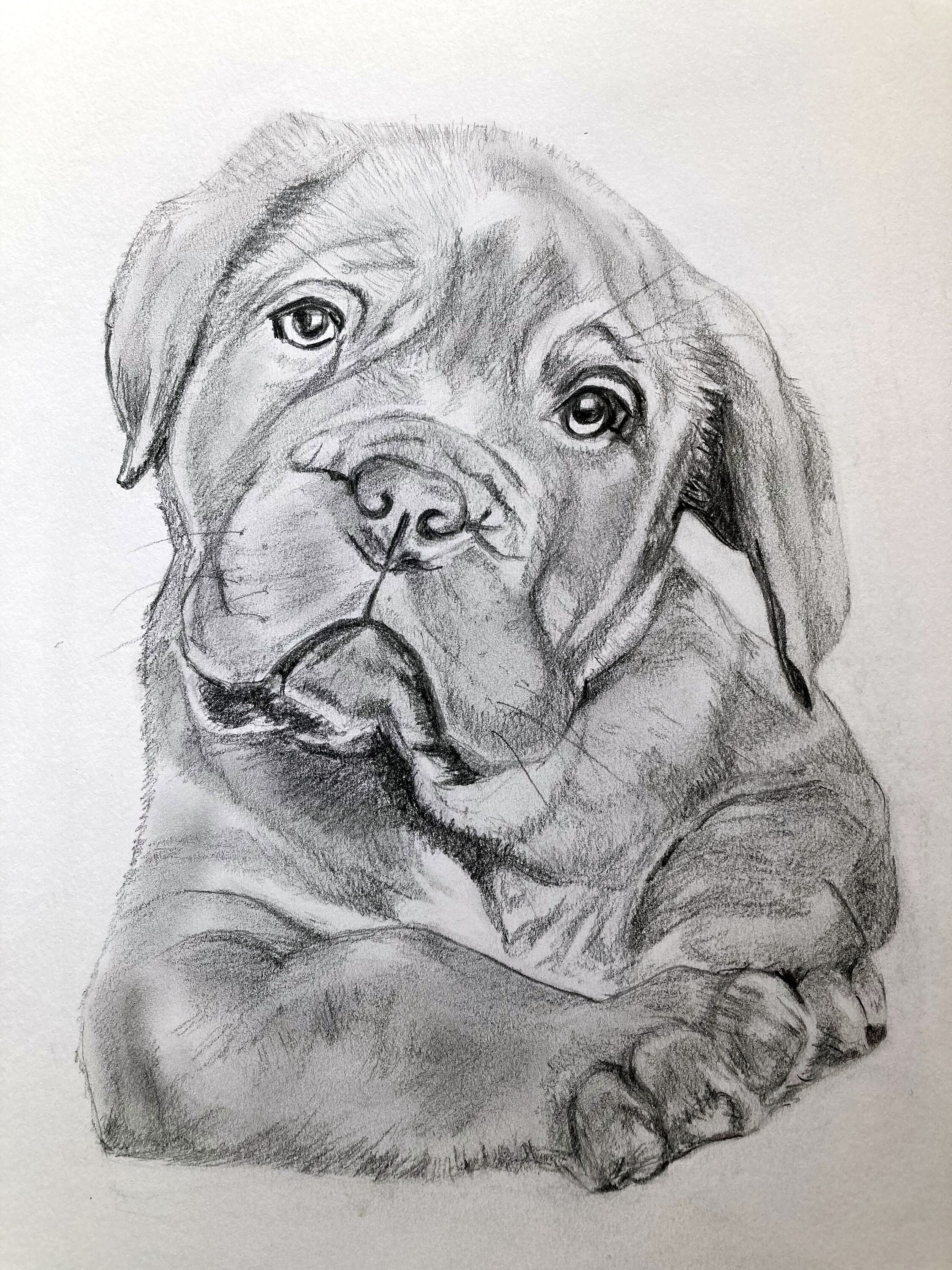 Custom Dog Drawing From Your Photo, Custom Dog Sketch From Your Photo ...