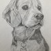 Custom Dog Drawing From Your Photo, Custom Dog Sketch From Your Photo ...