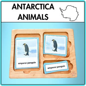 ANTARCTICA Animals 3 Part Cards Chart & Matching Set Geography ...