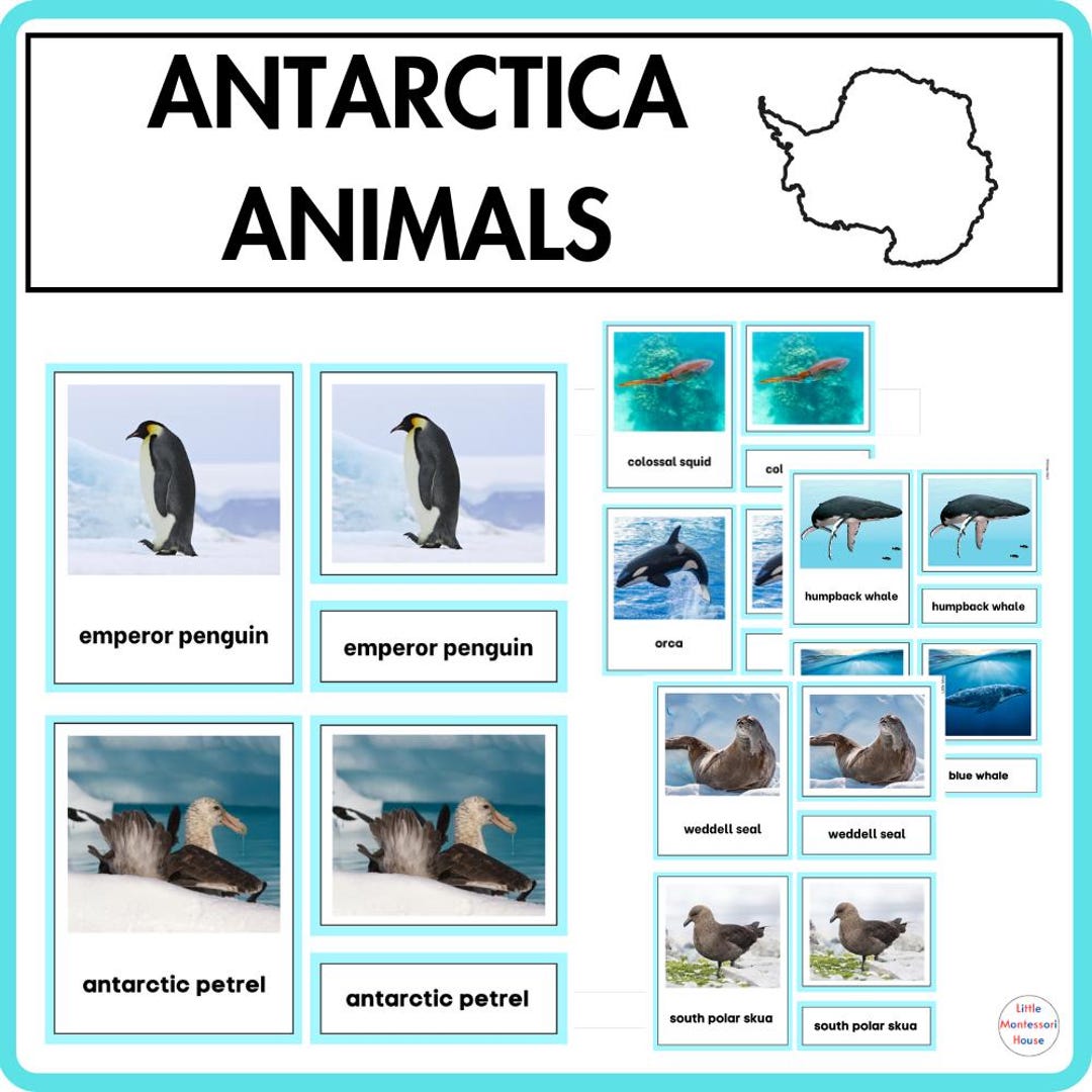 ANTARCTICA Animals 3 Part Cards Chart & Matching Set Geography ...