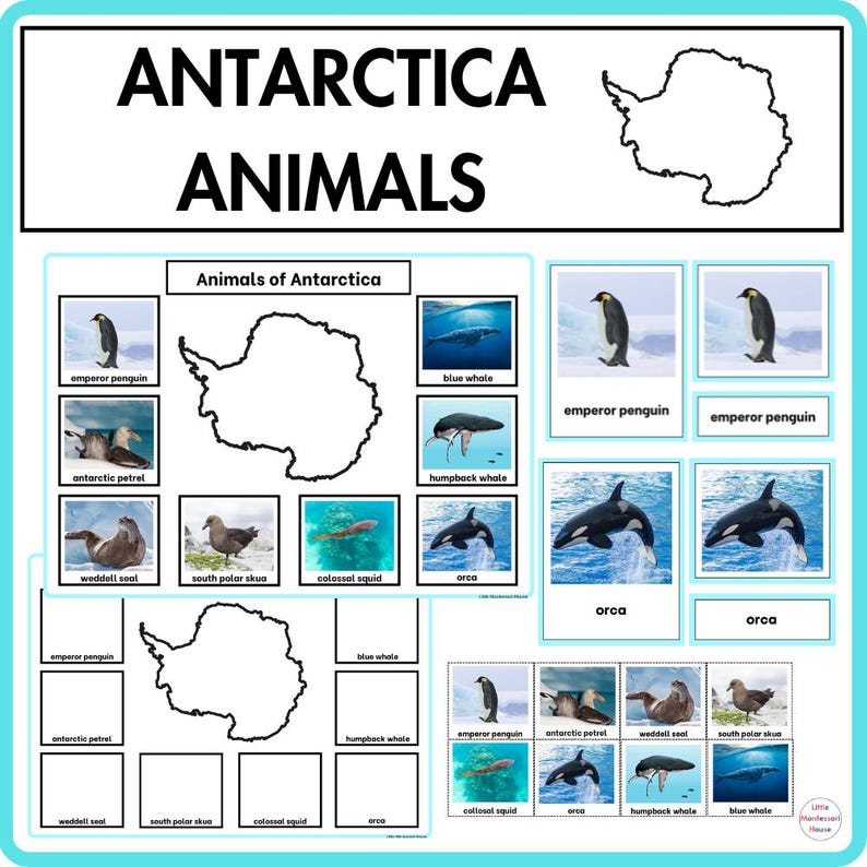 ANTARCTICA Animals 3 Part Cards Chart & Matching Set Geography ...