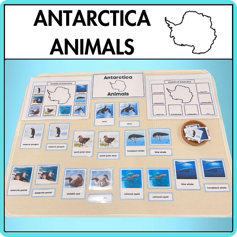 ANTARCTICA Animals 3 Part Cards Chart & Matching Set Geography ...