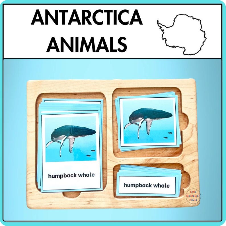 ANTARCTICA Animals 3 Part Cards Chart & Matching Set Geography ...