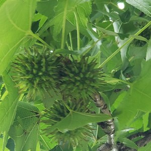 25 Fresh Green Sweet Gum Balls Sweet Gum Tree Fruit Liquidambar ...