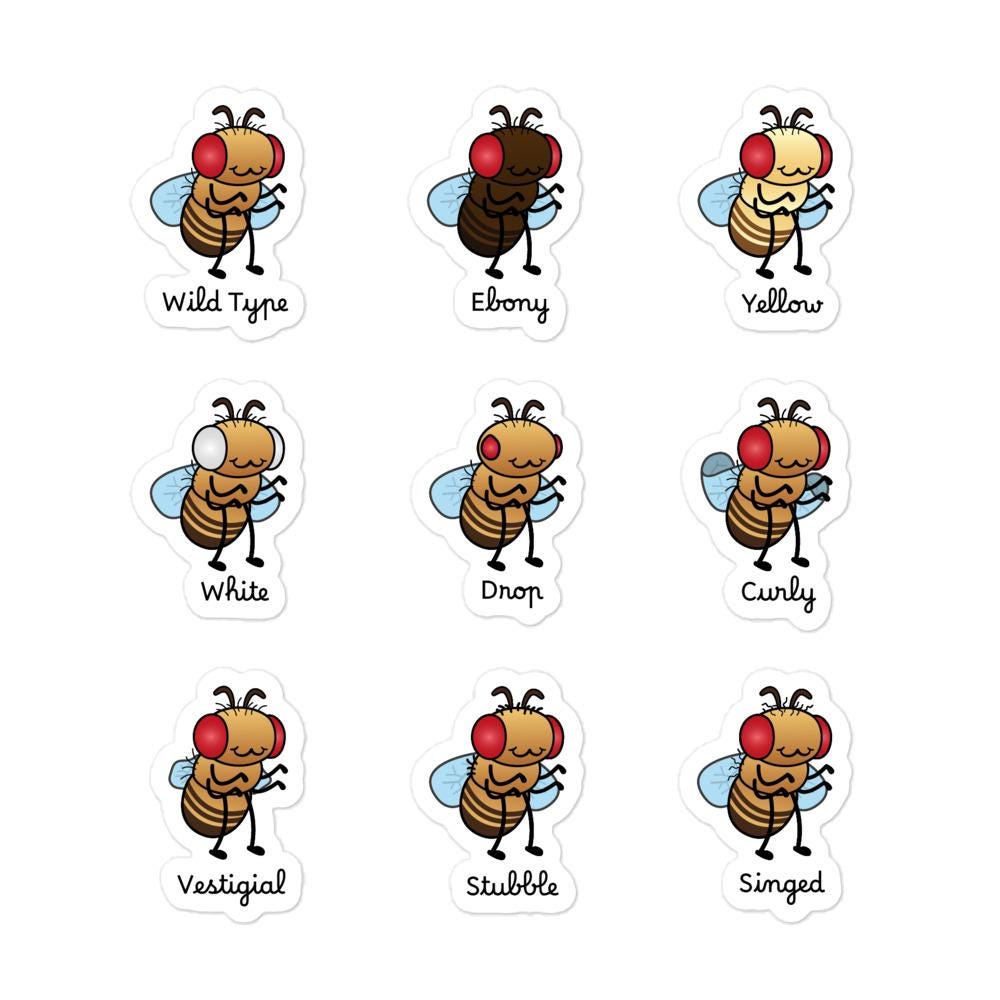 Drosophila Sticker Sheet, Fruit Fly, Mutant Flies, Genetics, Biology ...