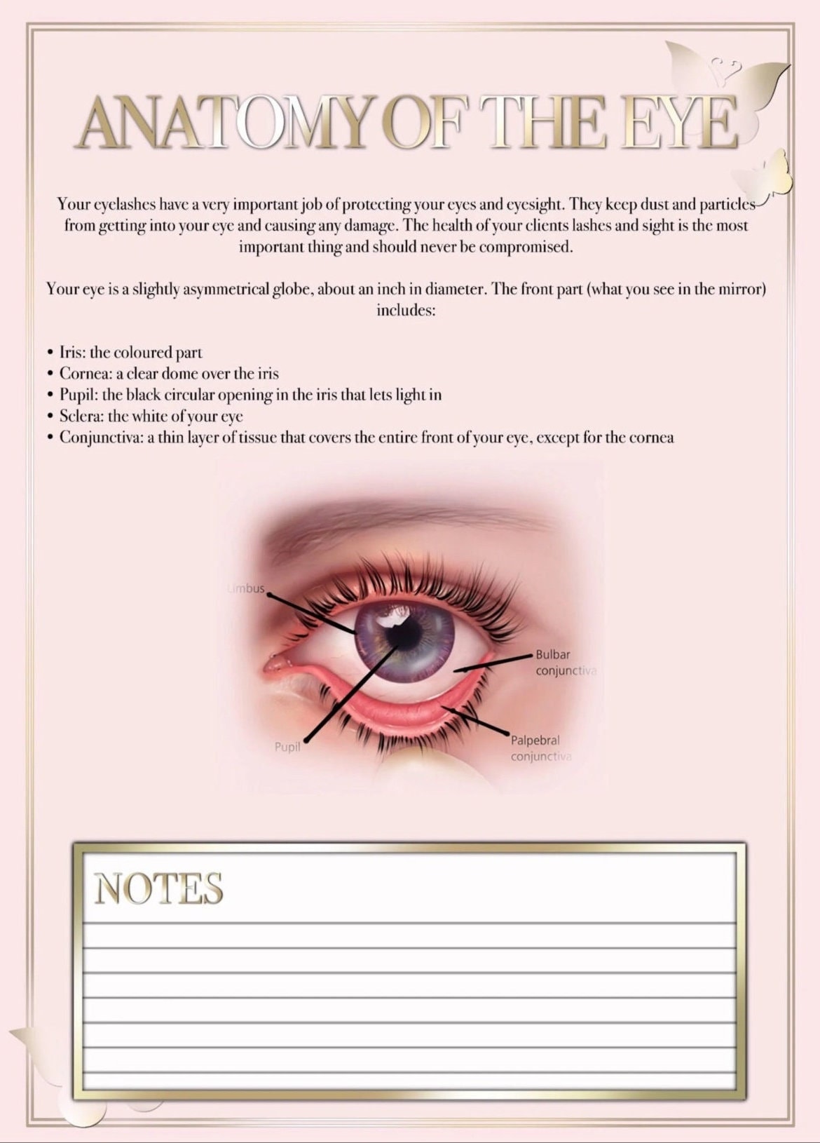 EYELASH MANUAL Individual Classic Eyelash Lash Extension Training ...