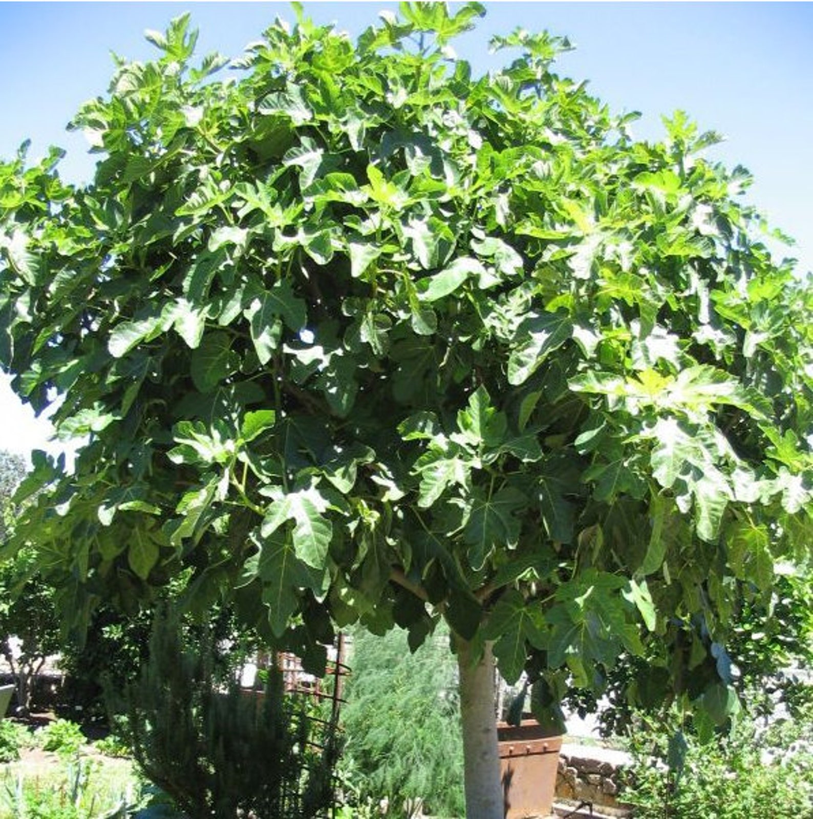 Black Mission Fig Plant Ficus Carica Black Fig Live Plant | Etsy