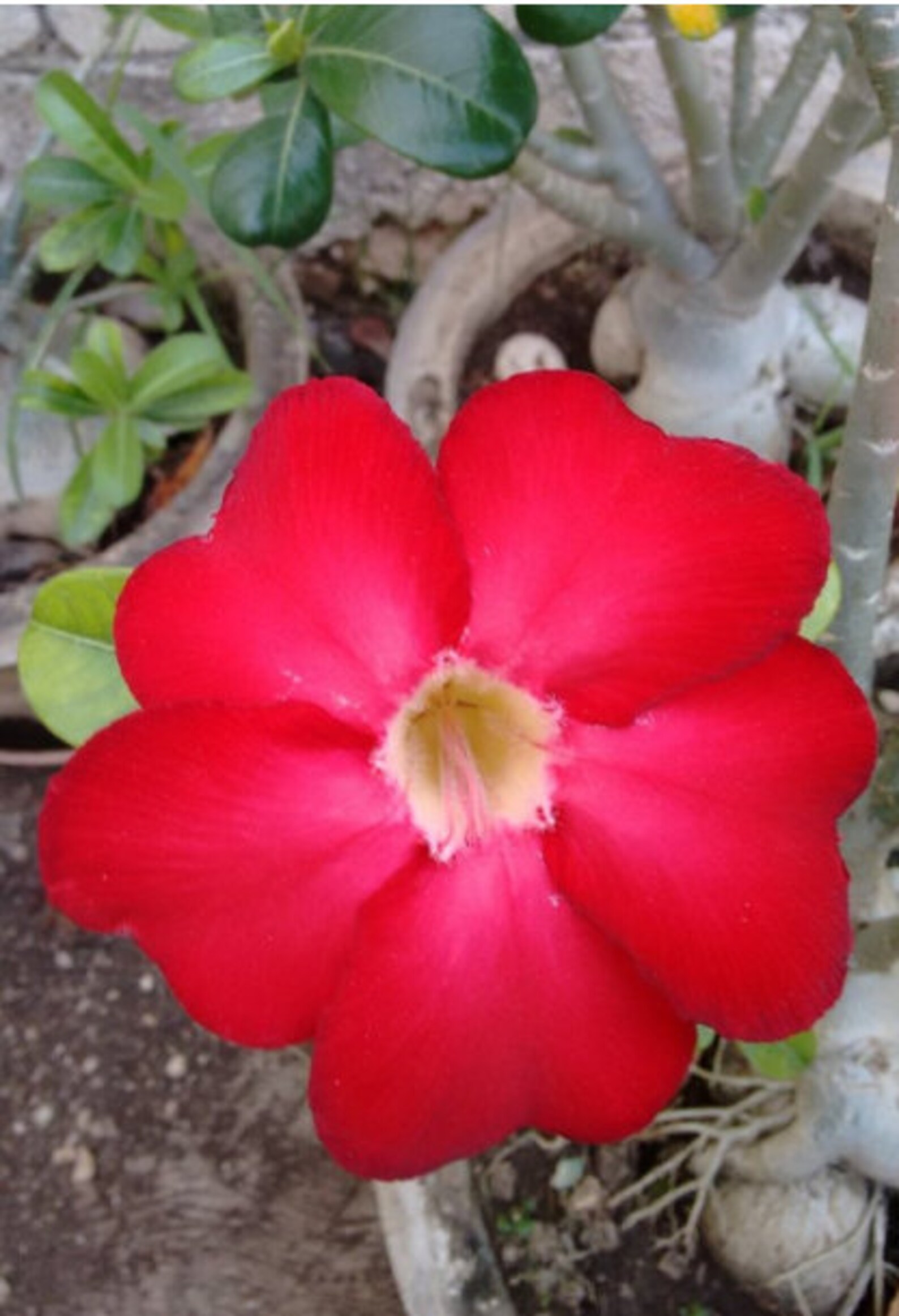 Red Desert Rose Live Plant 4-6 Desert Rose Starter | Etsy