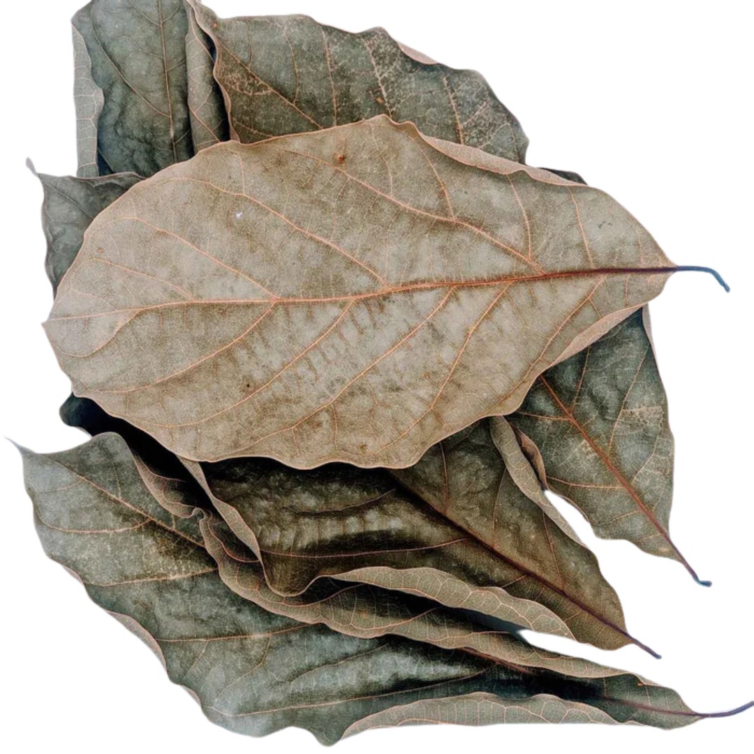 Organic Dried Avocado Leaves | Herbal Tea, Vegan Superfood - Etsy