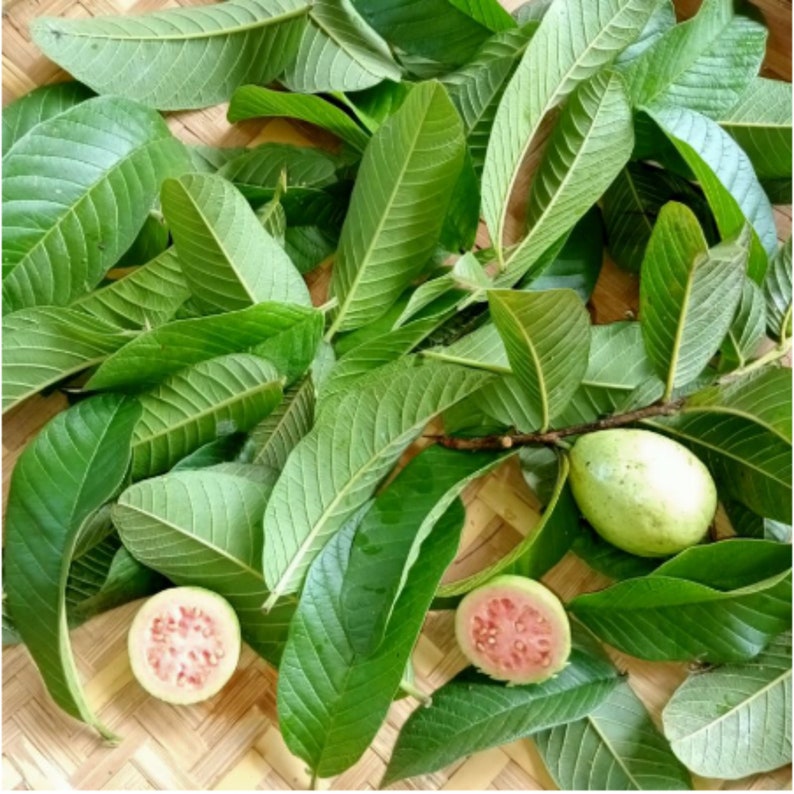 1000 Guava Leaves, 100% Pure Natural Guava Leaf, Natural Dried Guava Leaves, Psidium Guajava ...