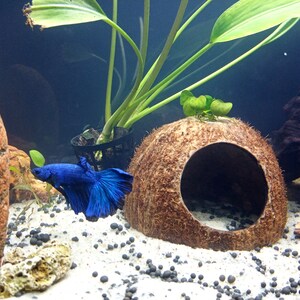 Large Aquarium Cave Coconut Shell Cave, Hide, Coconut Shell Dome, Pleco ...