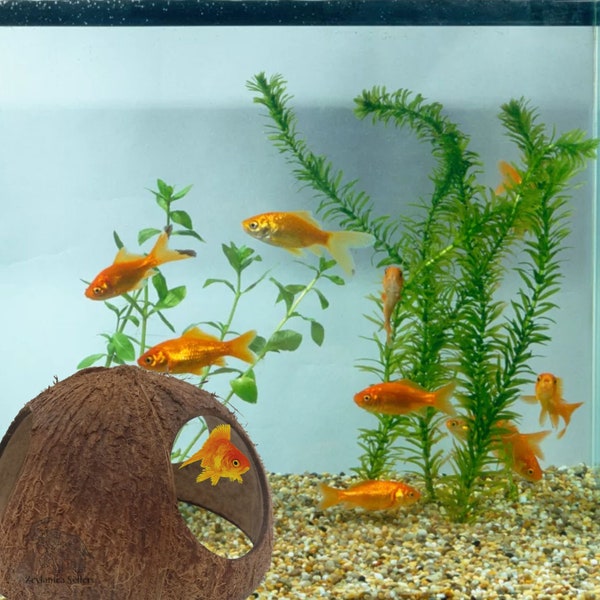 Aquarium Cave - Etsy