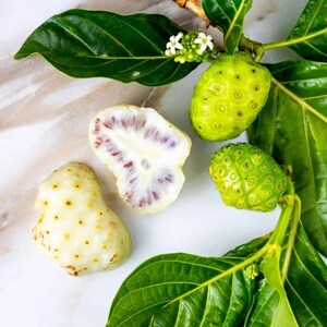 1000 Dried Noni Leaves Ahu Morinda Citrifolia Natural Organic Herbal ...