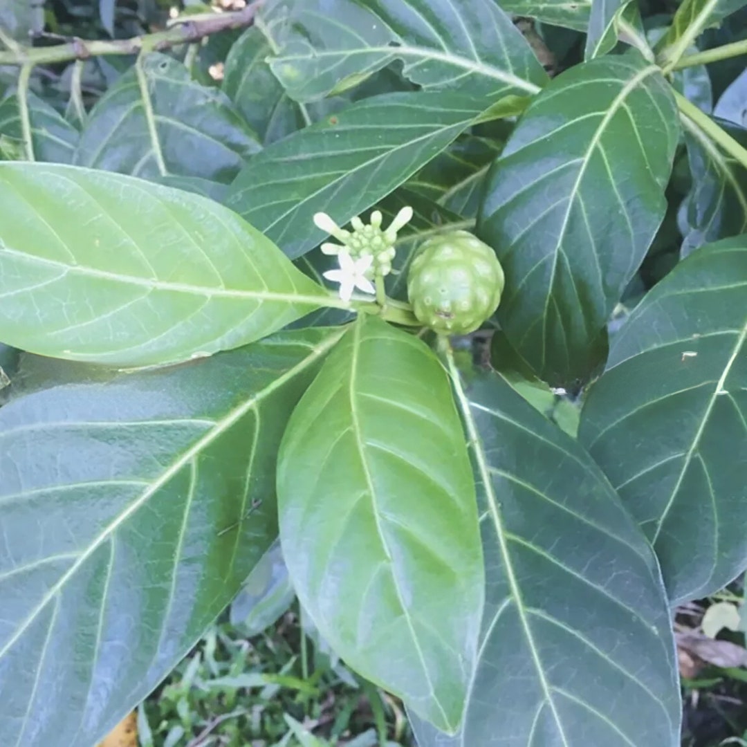 1000 Dried Noni Leaves Ahu Morinda Citrifolia Natural Organic Herbal ...