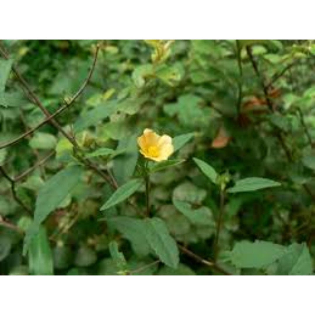 Sida Acuta ,organic Broom Weed ,sida Acuta Extract ,sida Rhombifolia ...