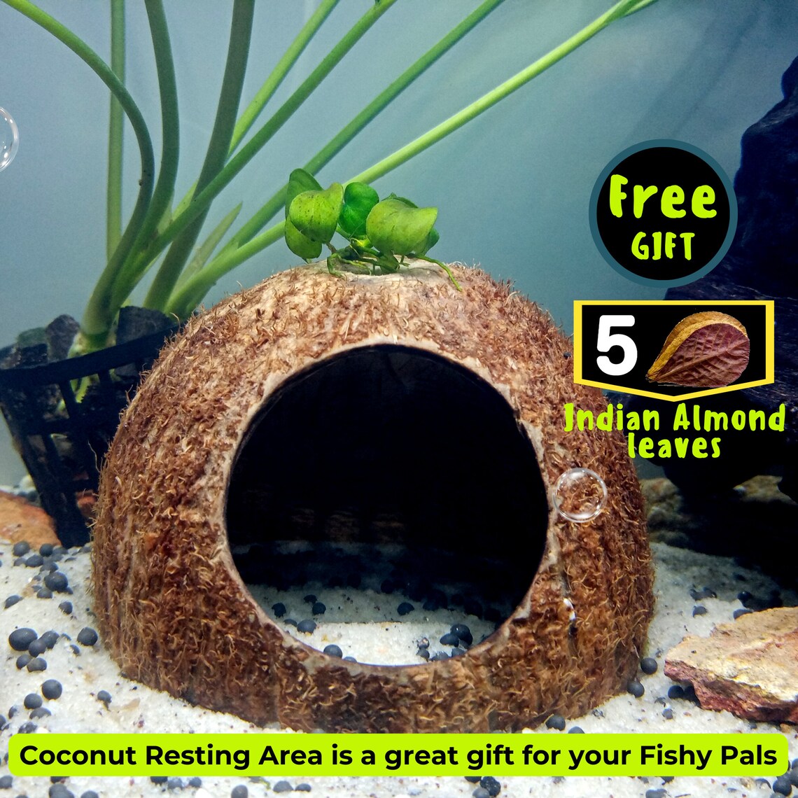 Large Aquarium Cave Coconut Shell Cave Hide Coconut Shell - Etsy