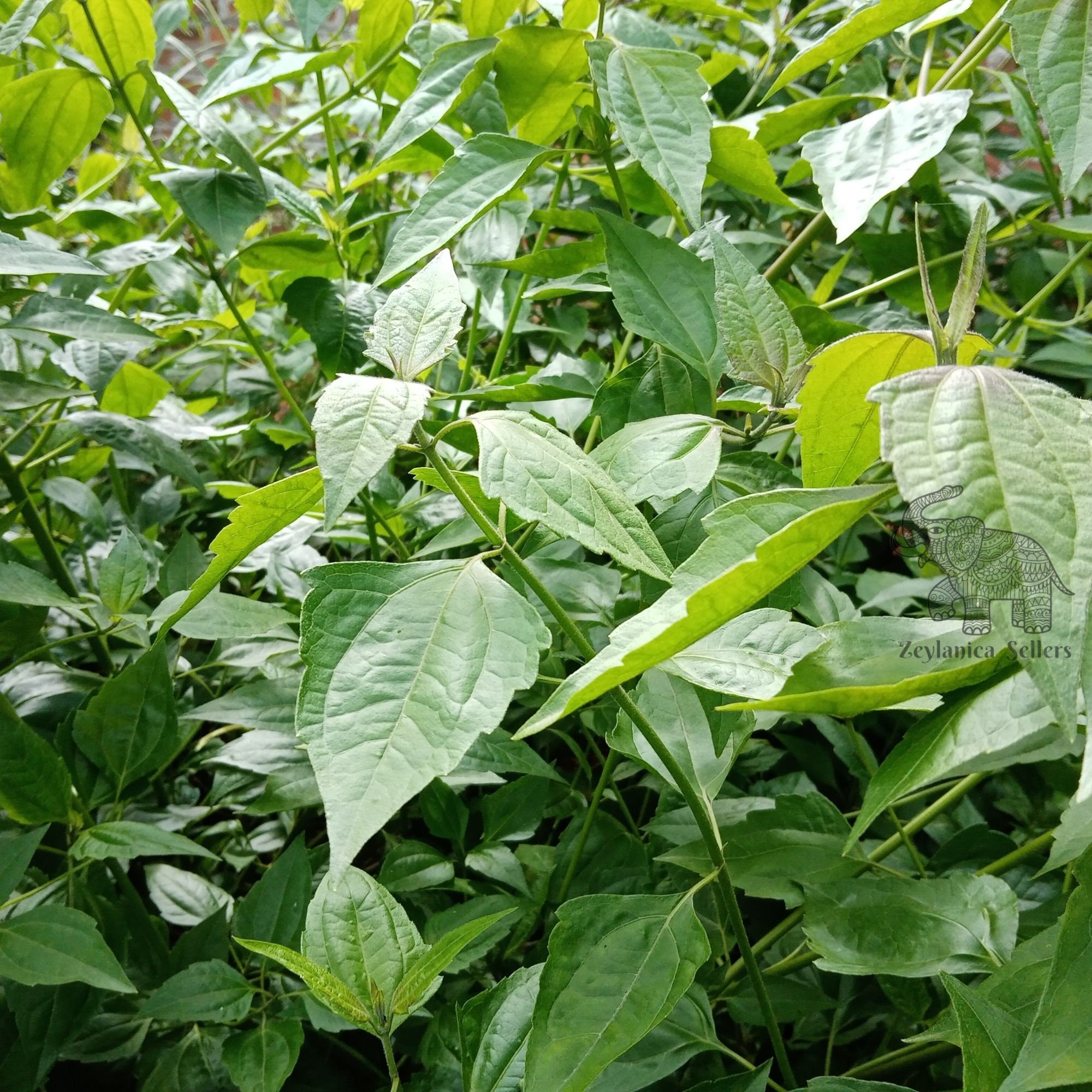 Mexican Dream Herb Calea Zacatechichi Natural Mexican - Etsy