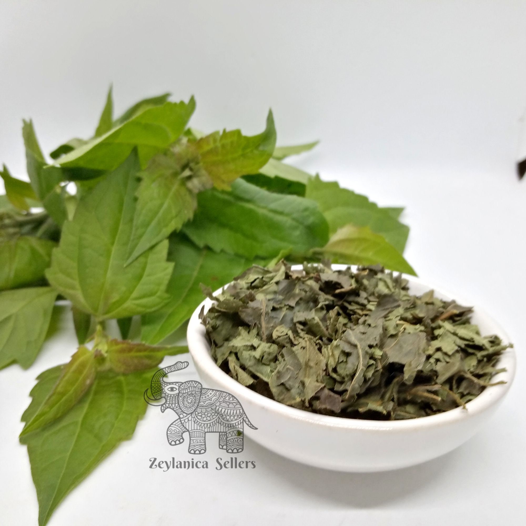 Dream Herb Calea Zacatechichi Natural Mexican Dream Herb - Etsy