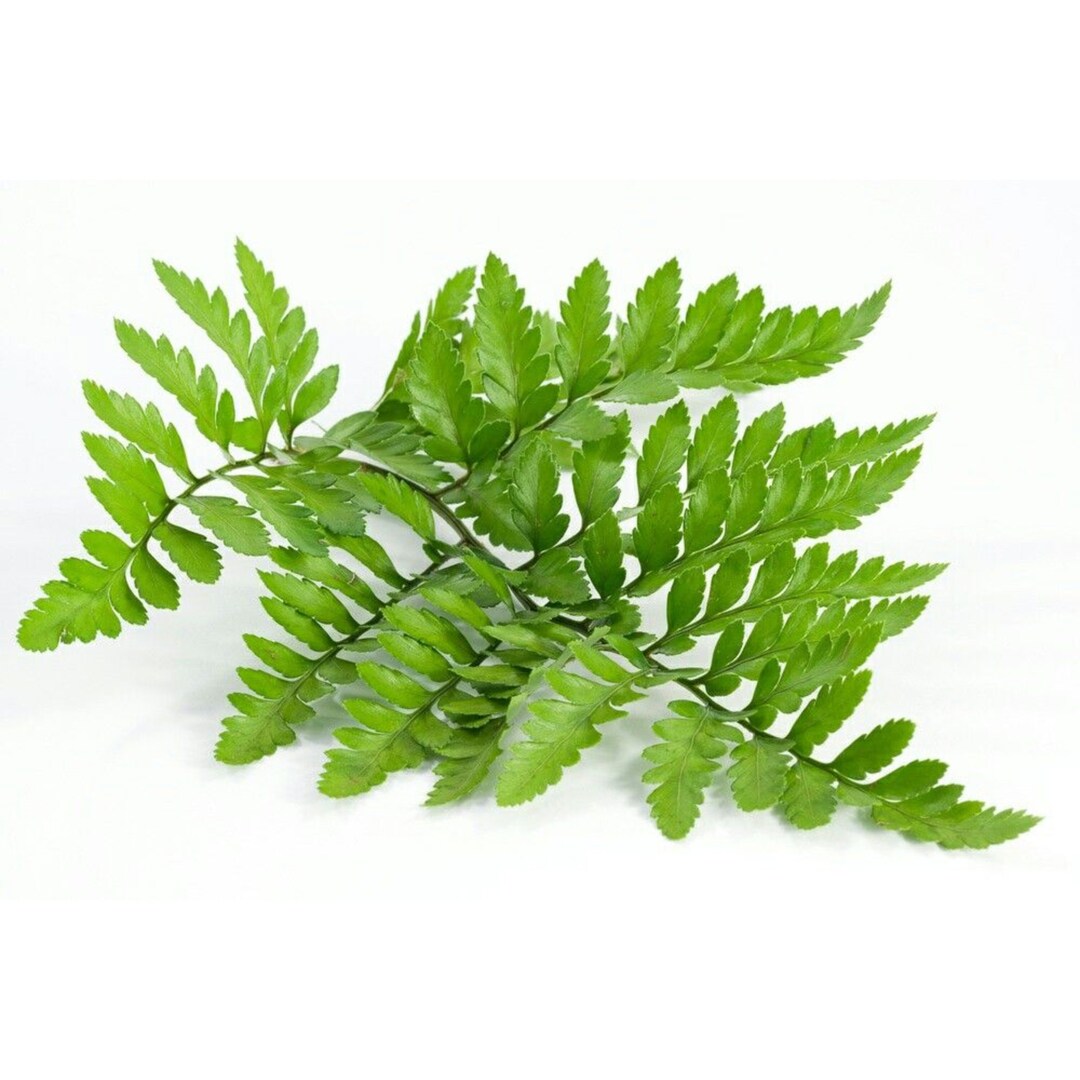1000 Polypodium Leucotomos Dried Leaf Powder KALAWALLA Natural Herbal ...