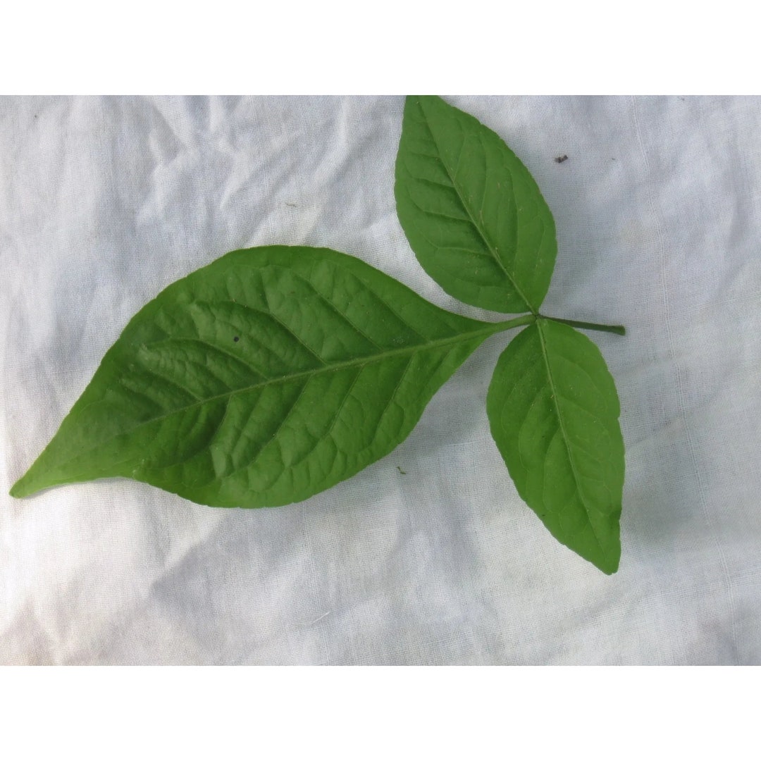 2000+ Indian Bael Leaves, Dried Bilva Leaves, Dried Bel Patra,dried ...